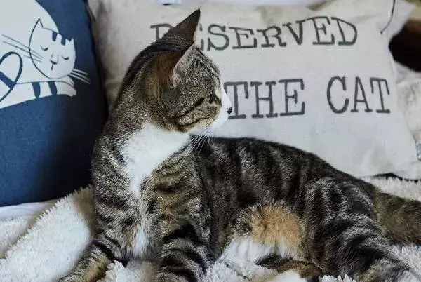 How to rehome a cat | Battersea Dogs & Cats Home